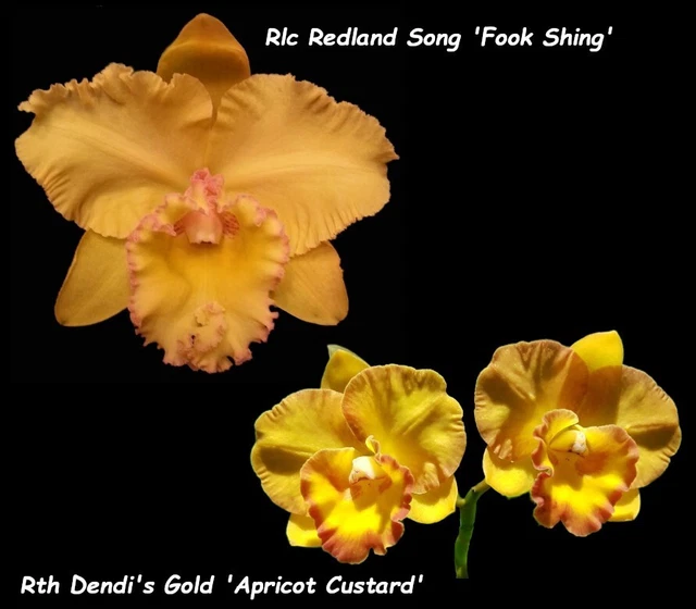 CATTLEYA ORCHID SEEDLING in 50mm pot Rlc Redland Song ‘Fook Shing’ Hybrid 1272 $13.00 - PicClick AU