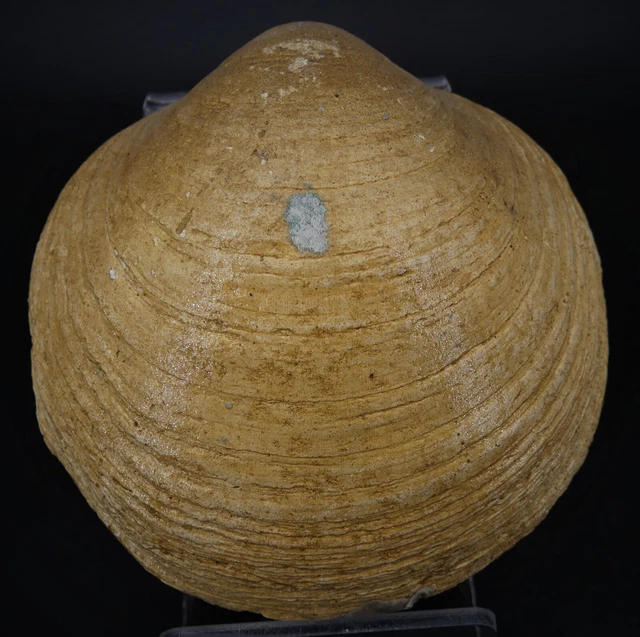 GRAND FOSSILE BIVALVE GLYCIMERIS BIMACULATA 90 mm Saucats Aquitaine ...