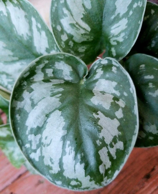 RARE SCINDAPSUS PICTUS Silver Queen Aroid Monstera Philodendron ...