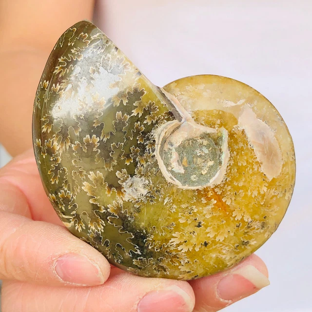 126 G DE crèche fossile naturelle ammonite quartz cristal minéral ...