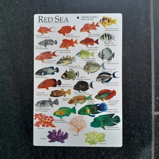 RED SEA FISHWATCHER'S Field Guide Fish Identification Dive Card - used ...