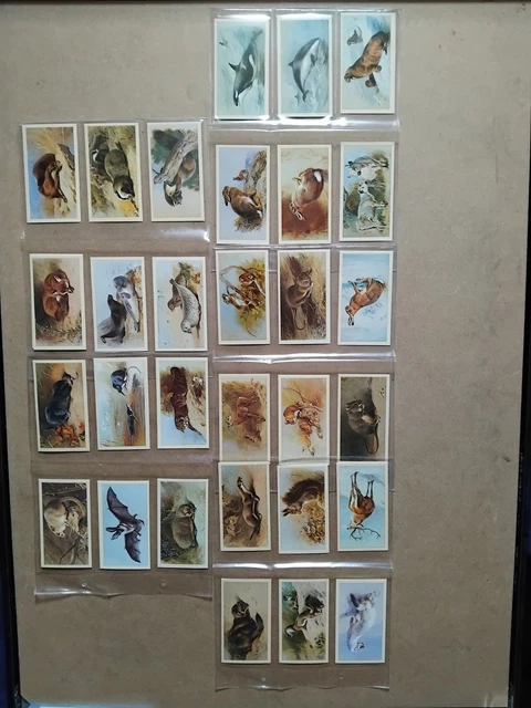 BRITISH MAMMALS GRANDEE Complete Set Series Of 30 £13.60 - PicClick UK