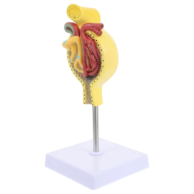 MEDICAL ANATOMICAL GLOMERULUS Model Glomerular Easy Teaching Anatomy £ ...