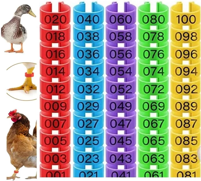 CHICKEN IDENTIFICATION BAND,GRANMAGAZZ 100 Pcs Chicken Leg Bands 16Mm ...