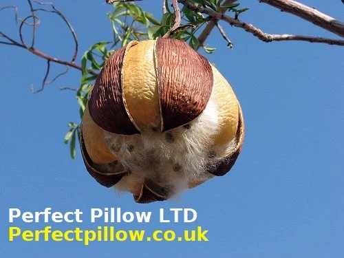 PURE ORGANIC KAPOK,SAFE 4 TOYS,ZAFUs,FUTONs,CUSHIONs,PILLOW,BUDDHIST ...