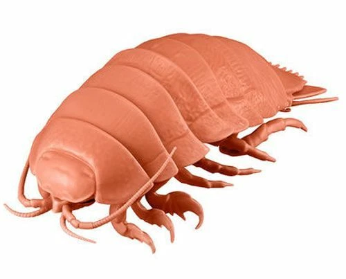 BANDAI GASHAPON FIGURE Daiogusokumushi Transformable Giant Isopod Red ...