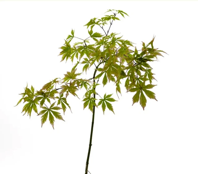 ACER PALMATUM POLYMORPHUM cv "VIRIDIS" (TALL GRAFT) - Érable Japonais ...