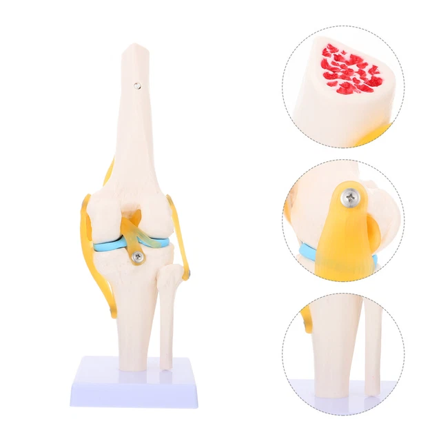 ANATOMIE DU MODÈLE De Genou Anatomique PVC Didactique Corps Humain EUR ...