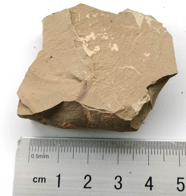 CAMBRIAN FOSSIL CRICOCOSMIA jinningensis ,teaching,cool No.q35 $0.01 ...