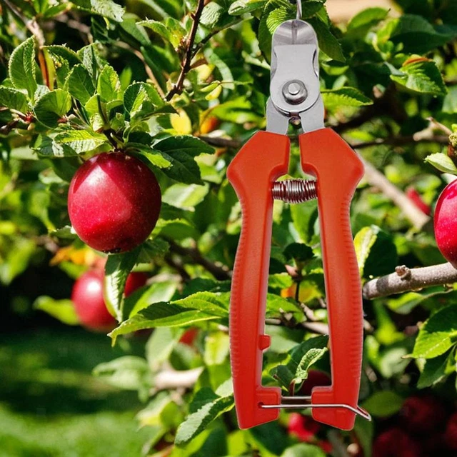 SÉCATEUR À MAIN de jardinage, cisaille à fleurs tranchante pour la mise ...