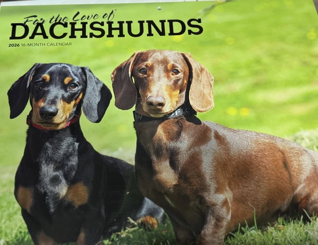 DACHSHUND, SAUSAGE DOG Calendar 2026 large 12” square New £15.06 ...