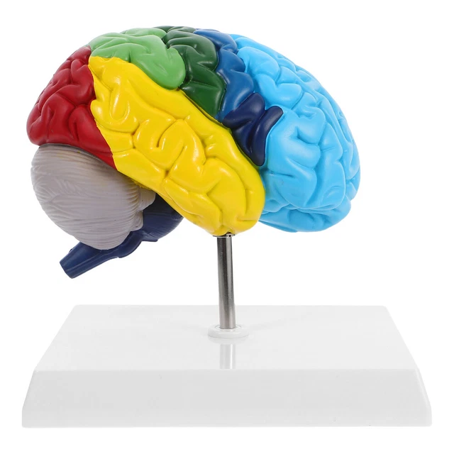 HUMAN BRAIN MODELS 1:1 Scale Anatomy Model For Neuroscience Learning ...