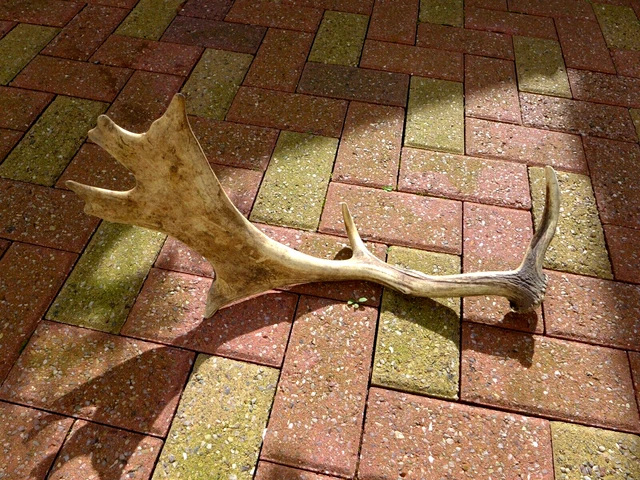 FALLOW DEER STAG Antler Any Craft Any Art Any Project Farm Barn Home ...