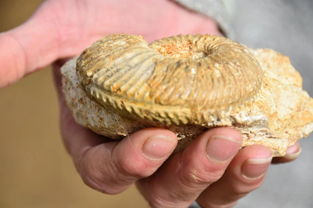 GRANDE GARANTIANA AFF. inflata ammonite du bajocien de Caen fossile EUR ...