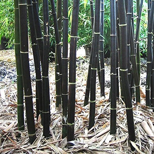 PIANTA BAMBÙ GIGANTE BLACK BAMBU' piantina Phyllostachys nigra bamboo ...