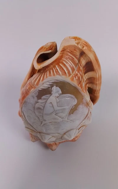 VINTAGE HAND CARVED Venus Conch Shell Lampshade & Decoration £9.99 ...