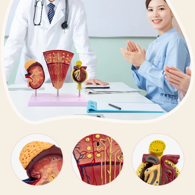 KIDNEY MODEL NEPHRON and Glomerulus Education Tool PVC Anatomical Model ...