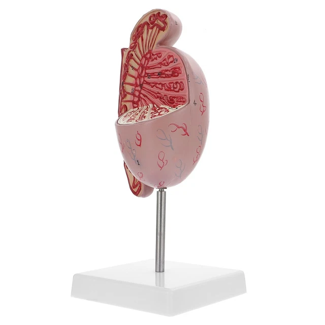 ANATOMY ORGANS MODEL Medical Study Teach Model Biology Demonstration ...
