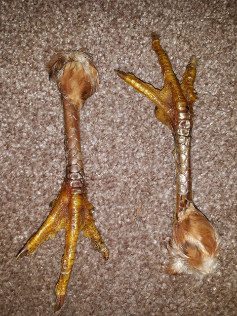 GENUINE TAXIDERMY RED Hen (Chicken) Feet / Foot £37.84 - PicClick UK
