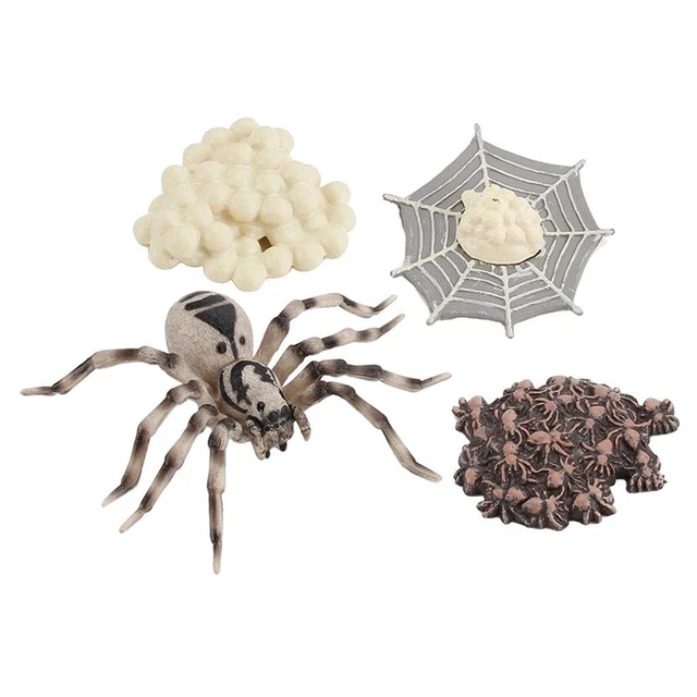 THE COLLECTION LIFE Cycle of A Spider Includes Hand-painted Figurines ...