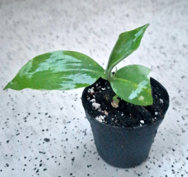 POLLIA CONDENSATA PFLANZE "Blue Pearl" Tradescantia LETZTE PFLANZE! k ...