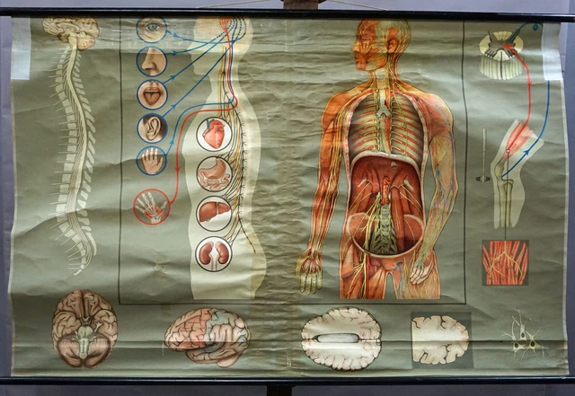 VINTAGE MEDICAL WALL chart rollable poster human body brain £169.25 ...