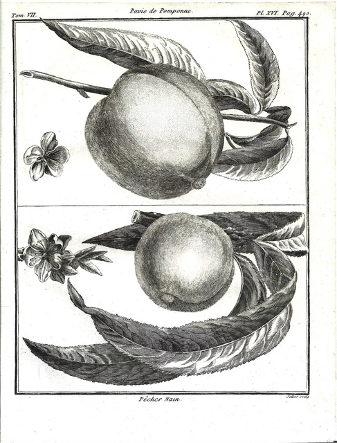 GRAVURE ANCIENNE XVIII Eme-Fruit Peche-Pecher Nain-Pavie De Pomponne EUR 30,00 - PicClick FR