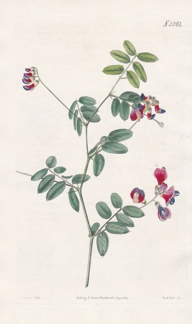 OROBUS NIGER LATHYRUS Niger Vetch Wicke Engraving Gravure sur Cuivre ...
