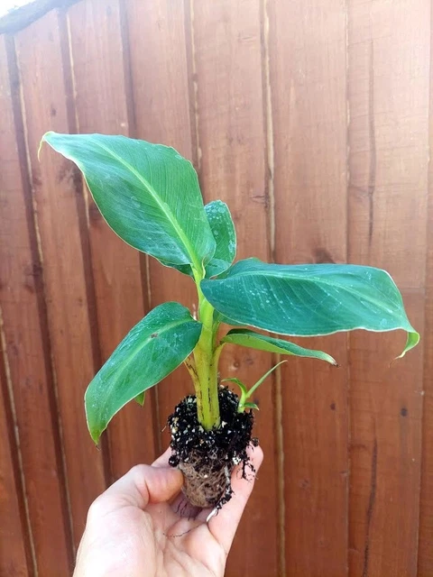 MUSA DWARF 'CAVENDISH Red' Edible Banana XXL Jumbo Plug Plant ...