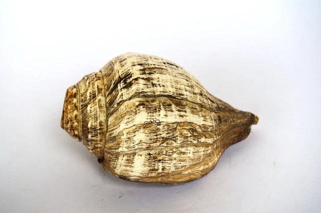 ANTIQUE HINDU TEMPLE Off White Crown Conch Sea Shell Trumpet Horagi ...