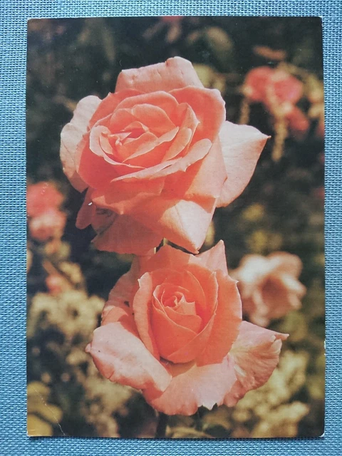 ANTIGUO TARJETA POSTAL Postales Ak Rosas Rosaceae Planet Editorial ...