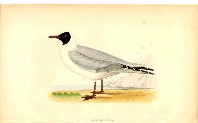 ORNITOLOGIA - MASKED Gull- Morris - Xilografia originale acquarellata a ...