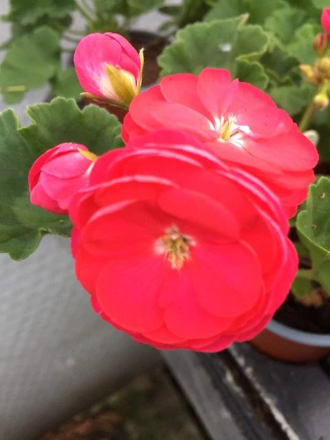 PELARGONIUM GERANIUM ZONAL ‘Pac Viva Rosita’ £31.77 - PicClick UK