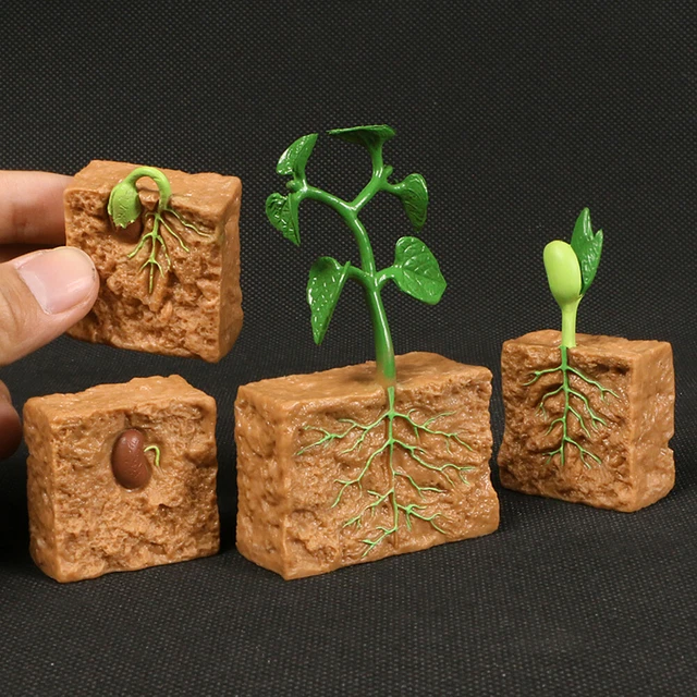 FIGURINE SIMULATION LIFE Cycle Plant Growth Cycle Model Green Bean ...