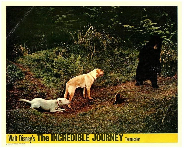 THE INCREDIBLE JOURNEY Original Lobby Card Walt Disney 1963 Classic ...
