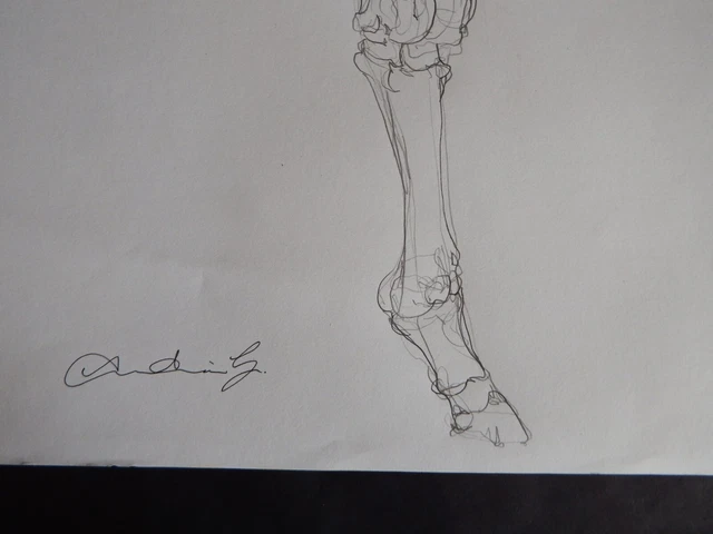 ORIGINAL PENCIL DRAWING of a horse skeleton leg & hoof bones on A3 ...