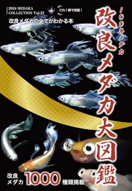 100 YEARS OF Medaka varieties Medaka Collection 2024 Japanese Rice Fish ...