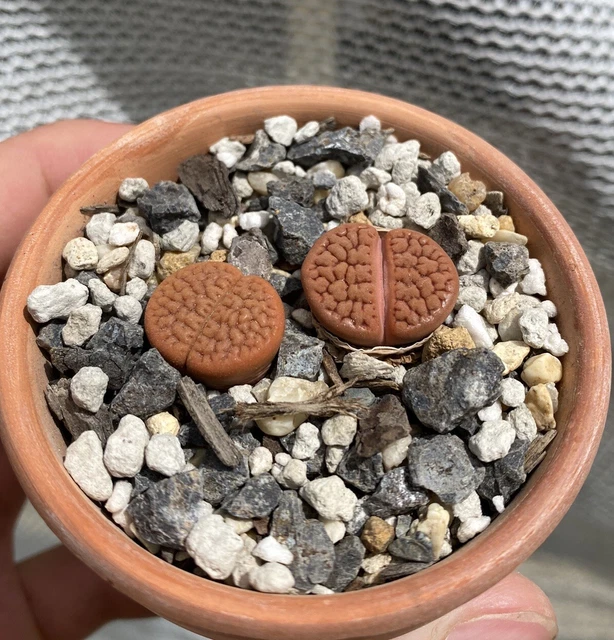 LITHOPS HOOKERI VAR. Marginata - Living Stone Lithop Rare Succulent ...