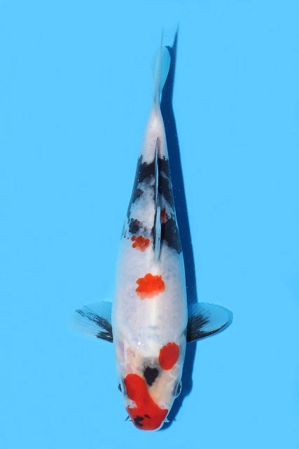 JAPANESE KOI CARP - Hq Isa Showa 19Cm - Courier Available ...