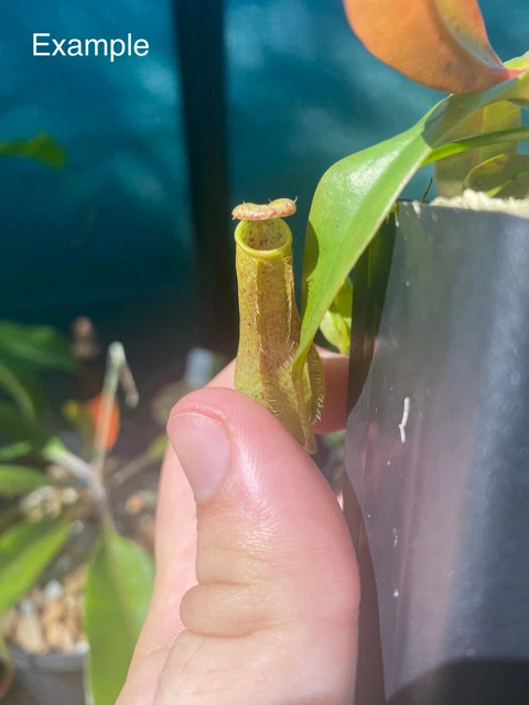 NEPENTHES GRACILIS, THE slender pitcher-plant, Tropical Pitcher Plant ...