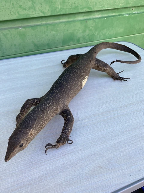 LÉZARD GÉANT GIBRALTAR ocellé taxidermie rare grand saurien lacertidae curiosité EUR 19,00 ...