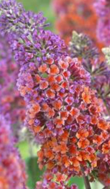 RARE BUDDLEJA DAVIDII “Flower Power” Butterfly Bush 1/2 Teaspoon Seeds ...