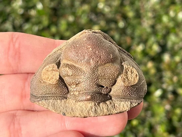 RARE BOLIVIA FOSSIL Trilobite Head Cryphaeoides rostratus Belen ...