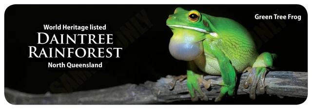 WORLD HERITAGE LISTED Daintree Rainforest - Green Tree Frog - Bumper ...