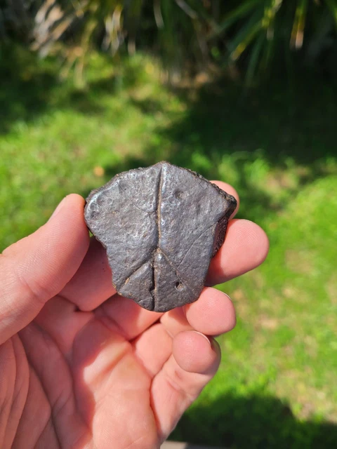 FLORIDA PEACE SYMBOL Turtle Shell Fossil Pleistocene Northwest Florida ...
