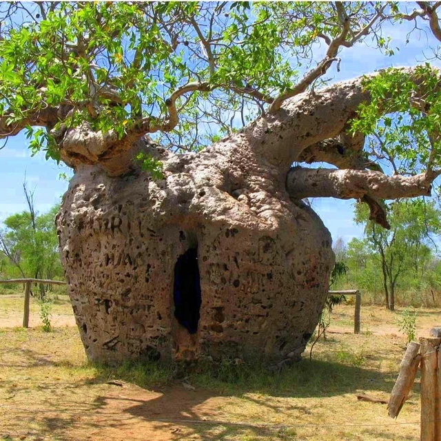 BAOBAB~BOAB~ ADANSONIA GREGORII Suit Bonsai~12 Seeds EUR 6,01 - PicClick FR