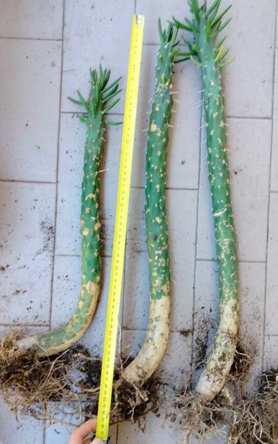 OPUNTIA SUBULATA 85CM a radice nuda, Pianta Grassa succulenta ...