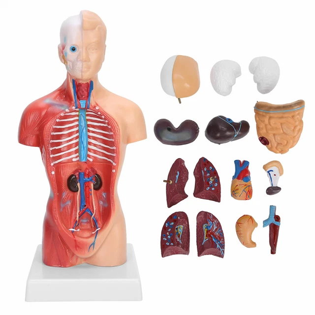 28CM CORPO UMANO Busto Modello Corpo Anatomico Organi Medici EUR 51,39 ...