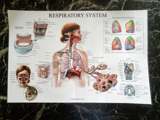 VINTAGE MURAL MEDICAL Poster Anatomical Wall Chart Respiratory Organ ...