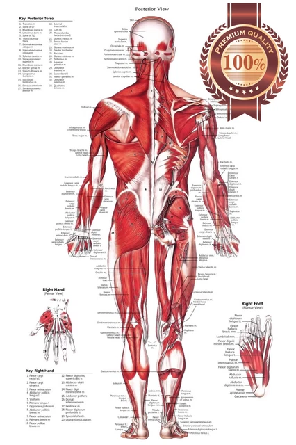POSTERIOR MUSCULAR SYSTEM Chart Anatomical Diagram Art Print Premium ...